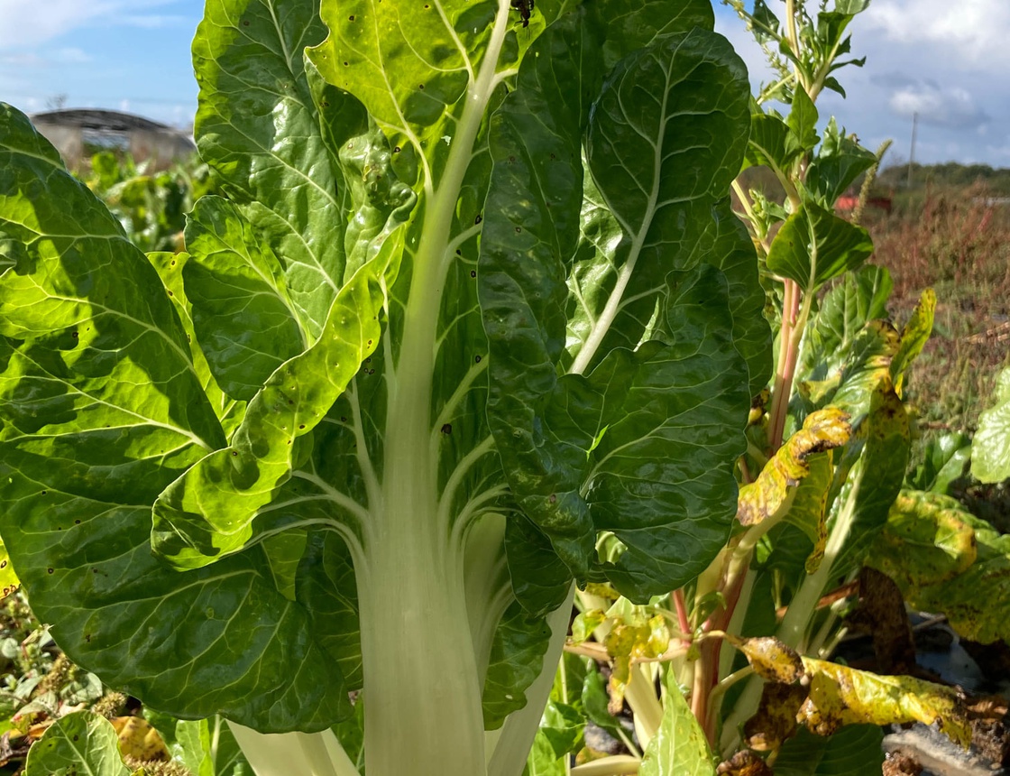 Blettes bio & locales - Ô Bocal - Boutique sans emballage jetable bio ...